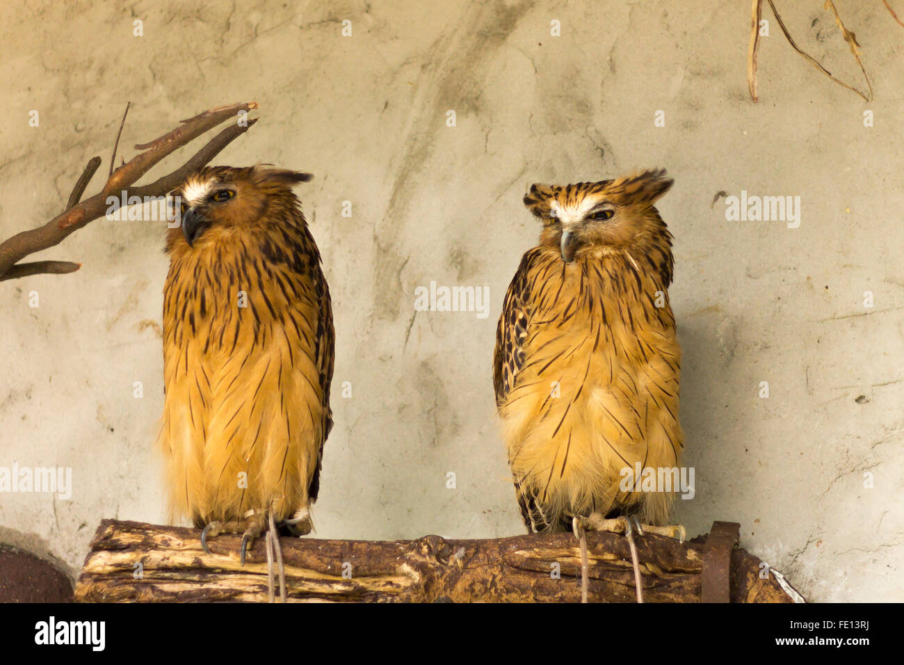 Owls of malaysia hi-res stock photography and images - Alamy