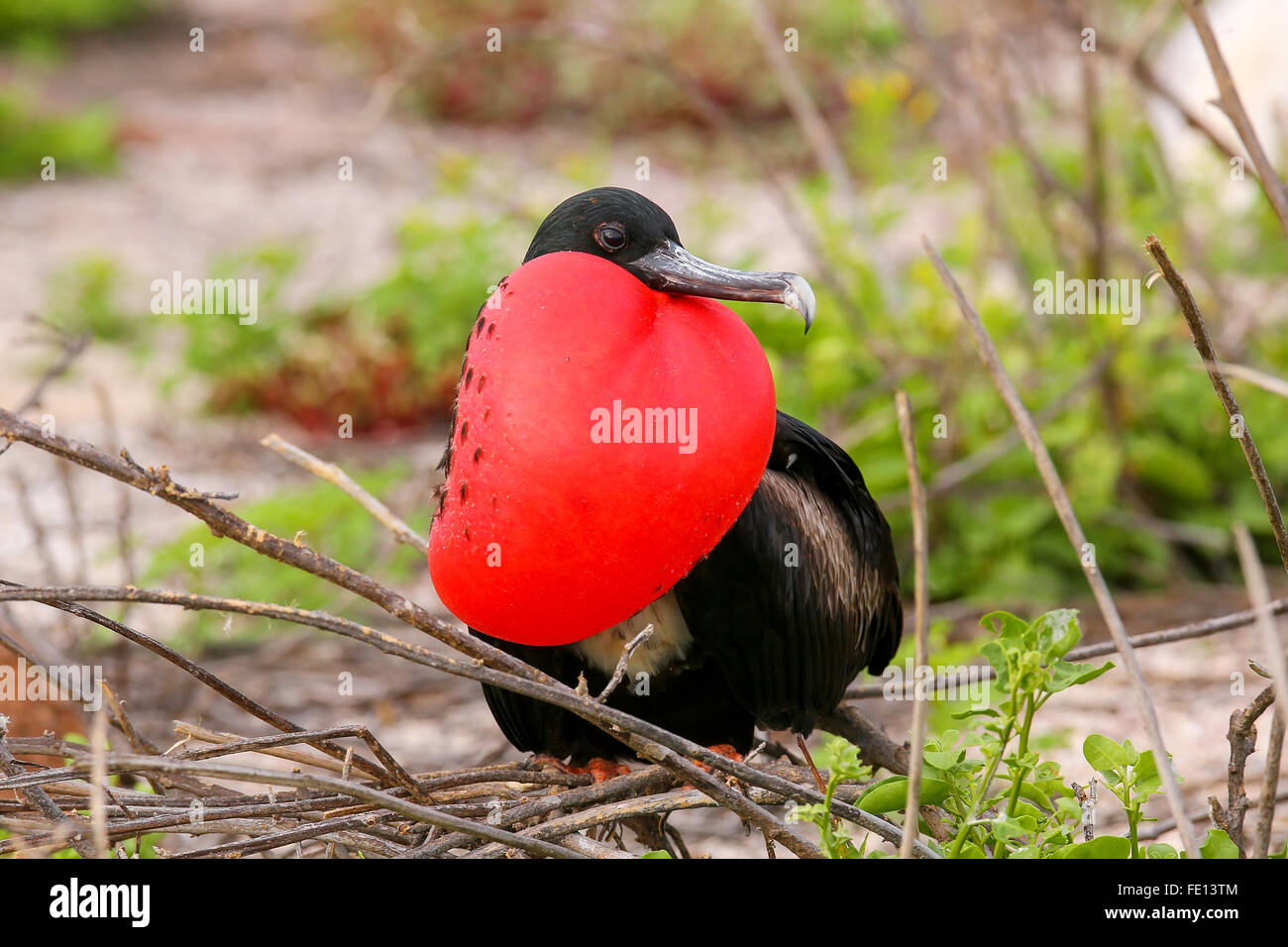 Male Magnificent Frigatebird (Fregata magnificens) with inflated gular ...