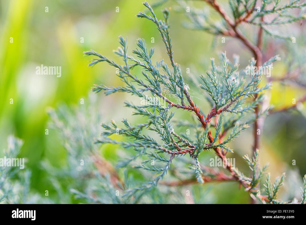 Thuja needles hi-res stock photography and images - Alamy