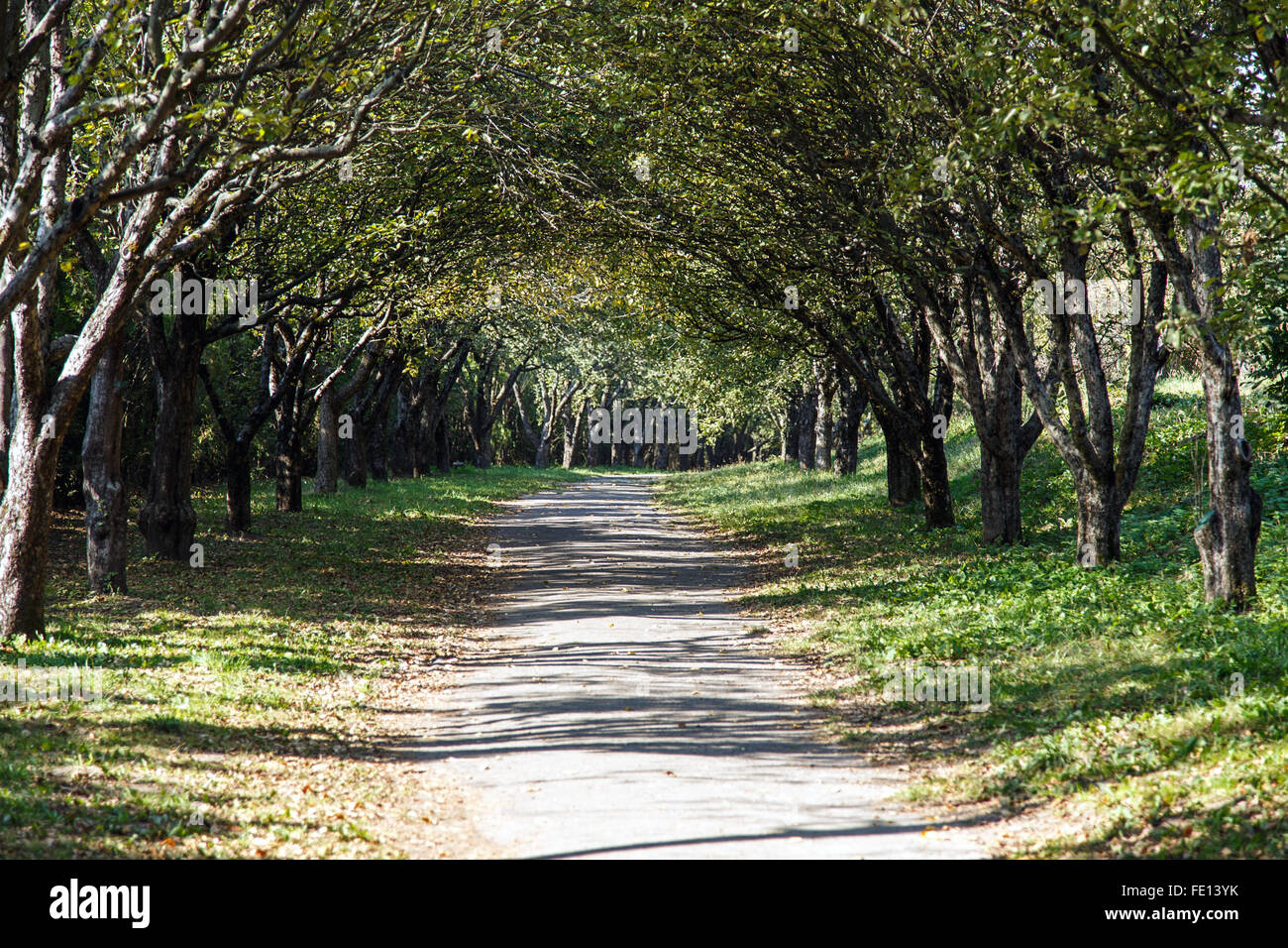 garden path trees nature landscape park Stock Photo - Alamy
