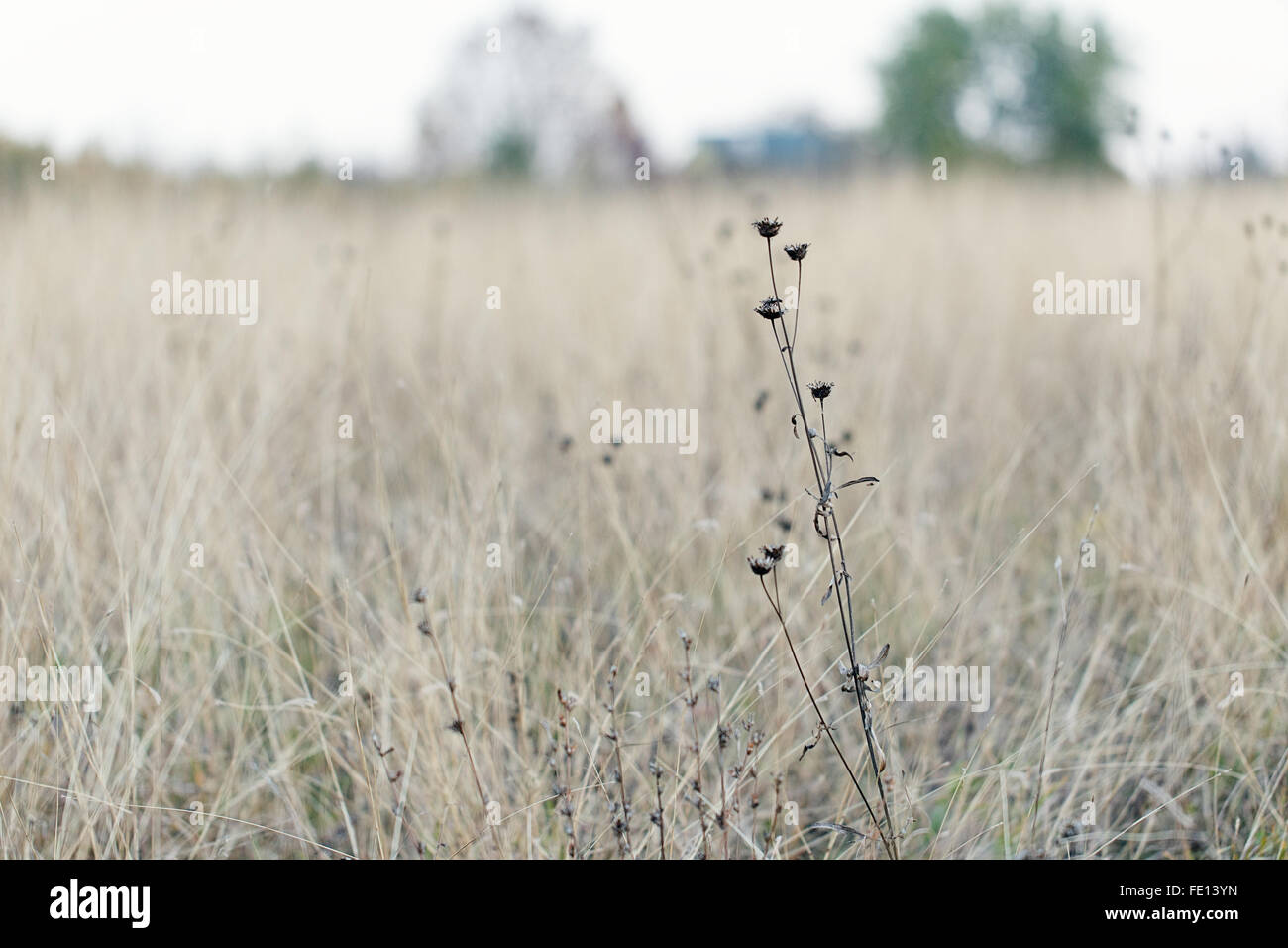dry grass nature landscape nature Stock Photo - Alamy