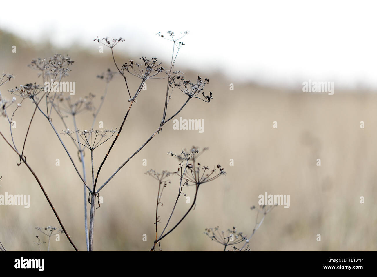 dry grass nature landscape nature Stock Photo - Alamy