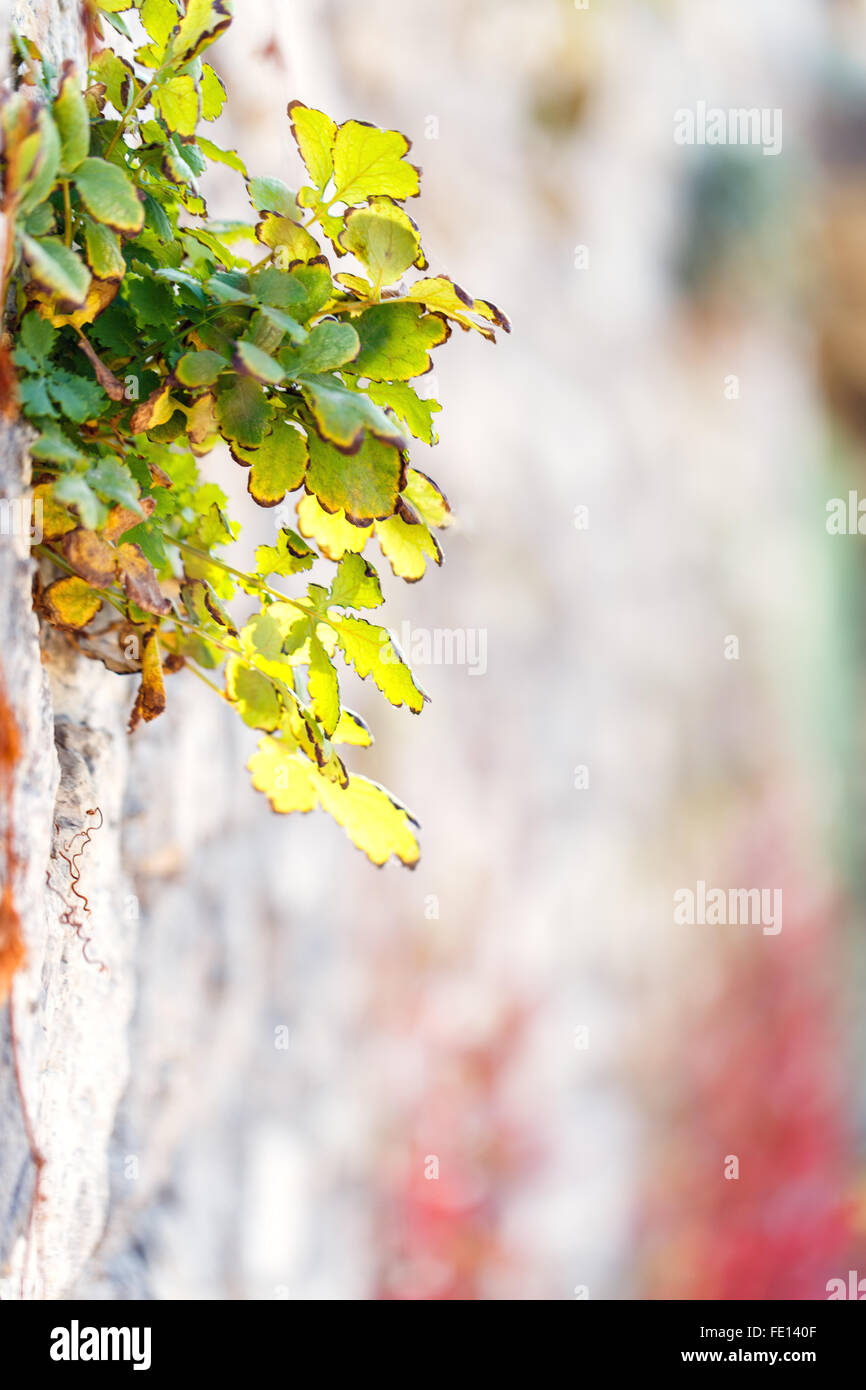 Wild grape wall background blur plant Stock Photo - Alamy