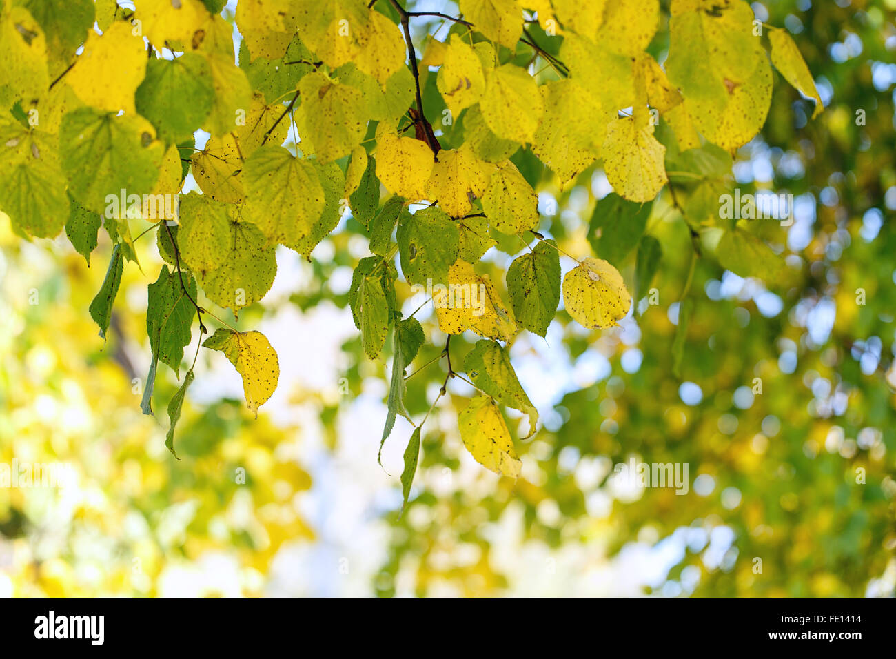 tree dry leaves nature landscape nature Stock Photo - Alamy