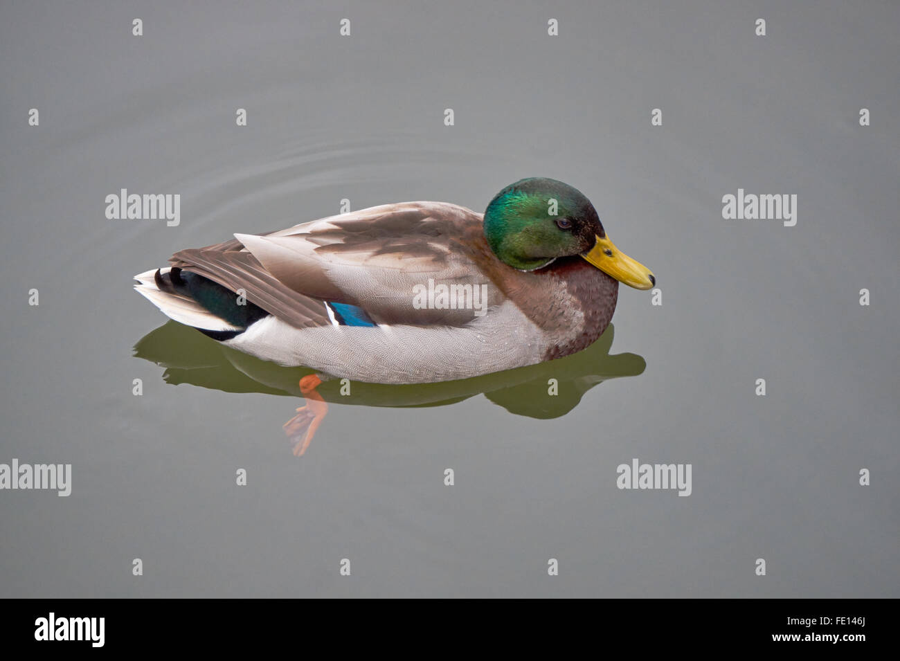 drake floating on a pond in Poland Stock Photo - Alamy