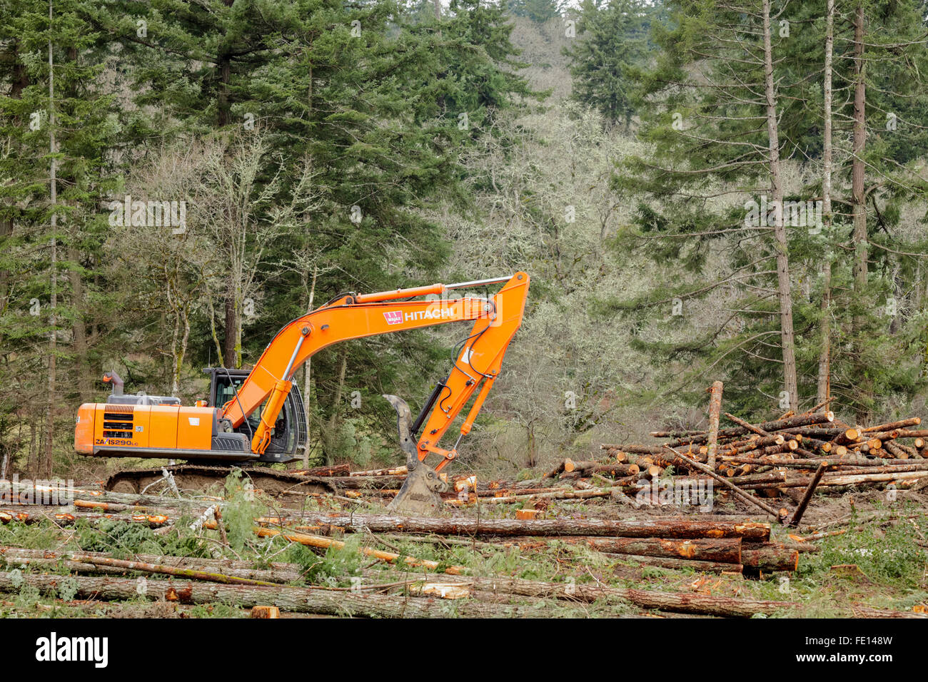 Logging excavator in middle of cut logs ready for transport-Victoria ...