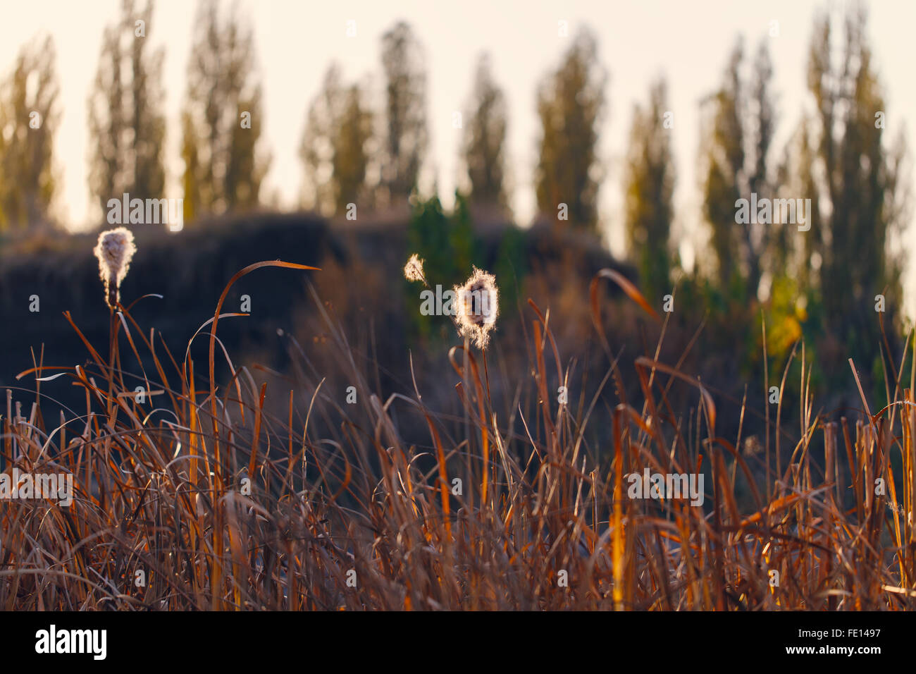 grass landscape dry nature autumn background Stock Photo - Alamy