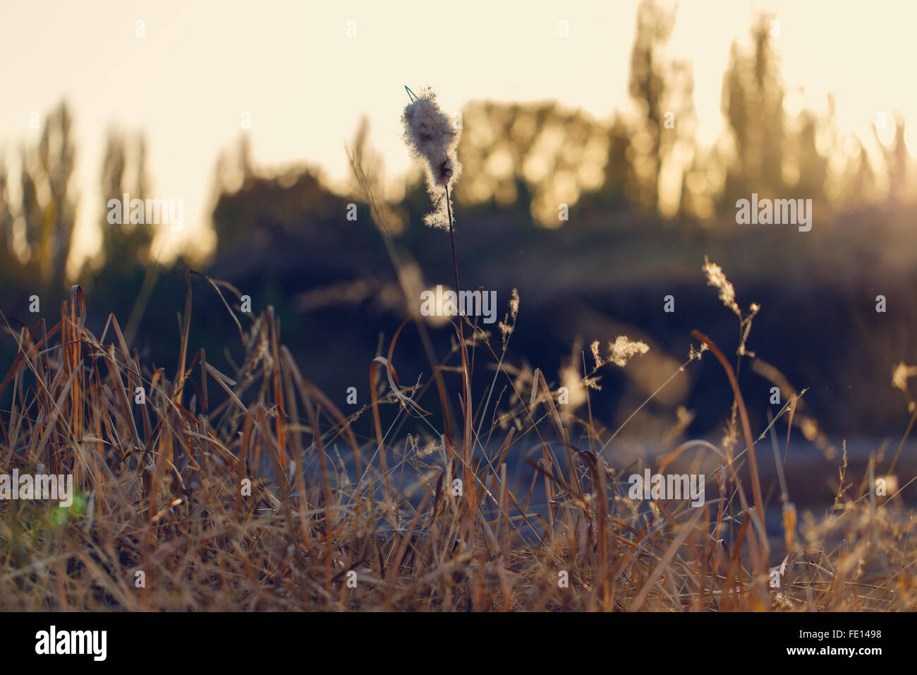 grass landscape dry nature autumn background Stock Photo - Alamy