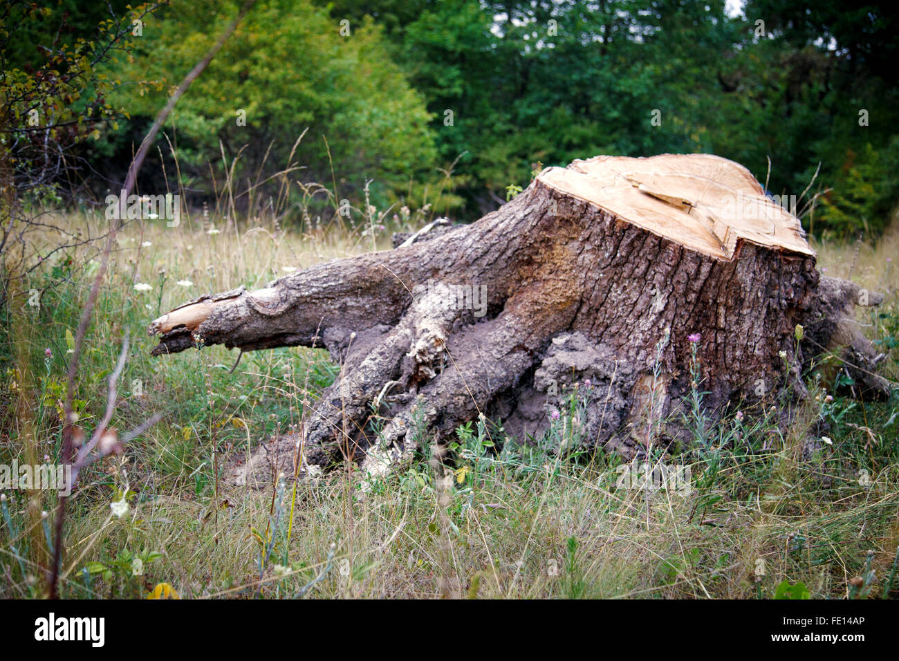 Vancouver island deforestation hi-res stock photography and images - Alamy