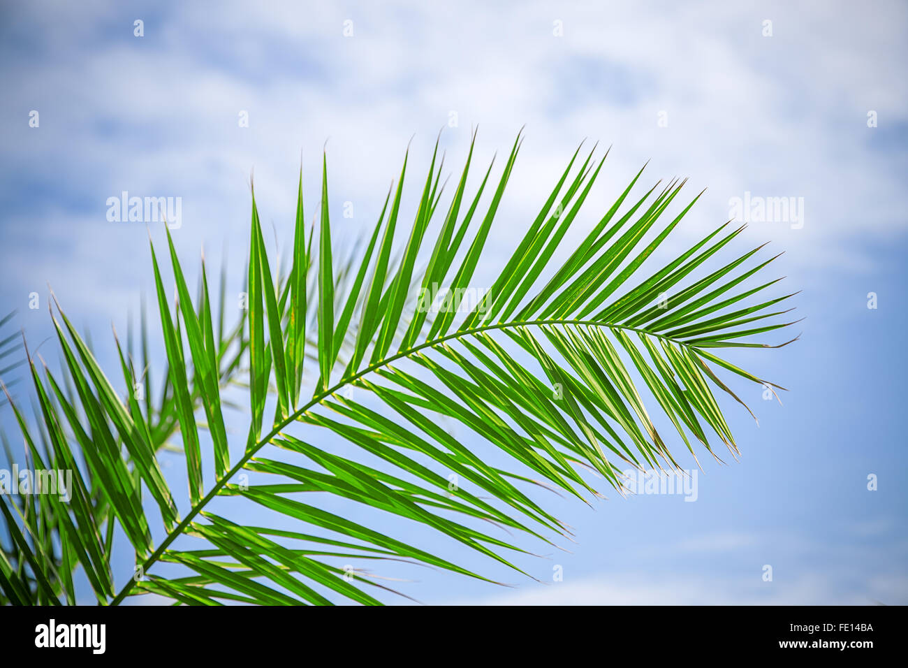 Blue palmetto tree hi-res stock photography and images - Alamy