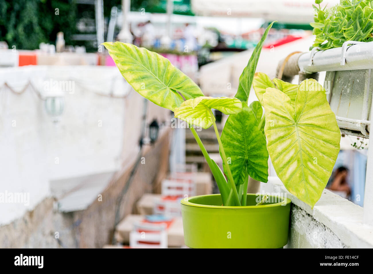 Large flower pot street hi-res stock photography and images - Alamy