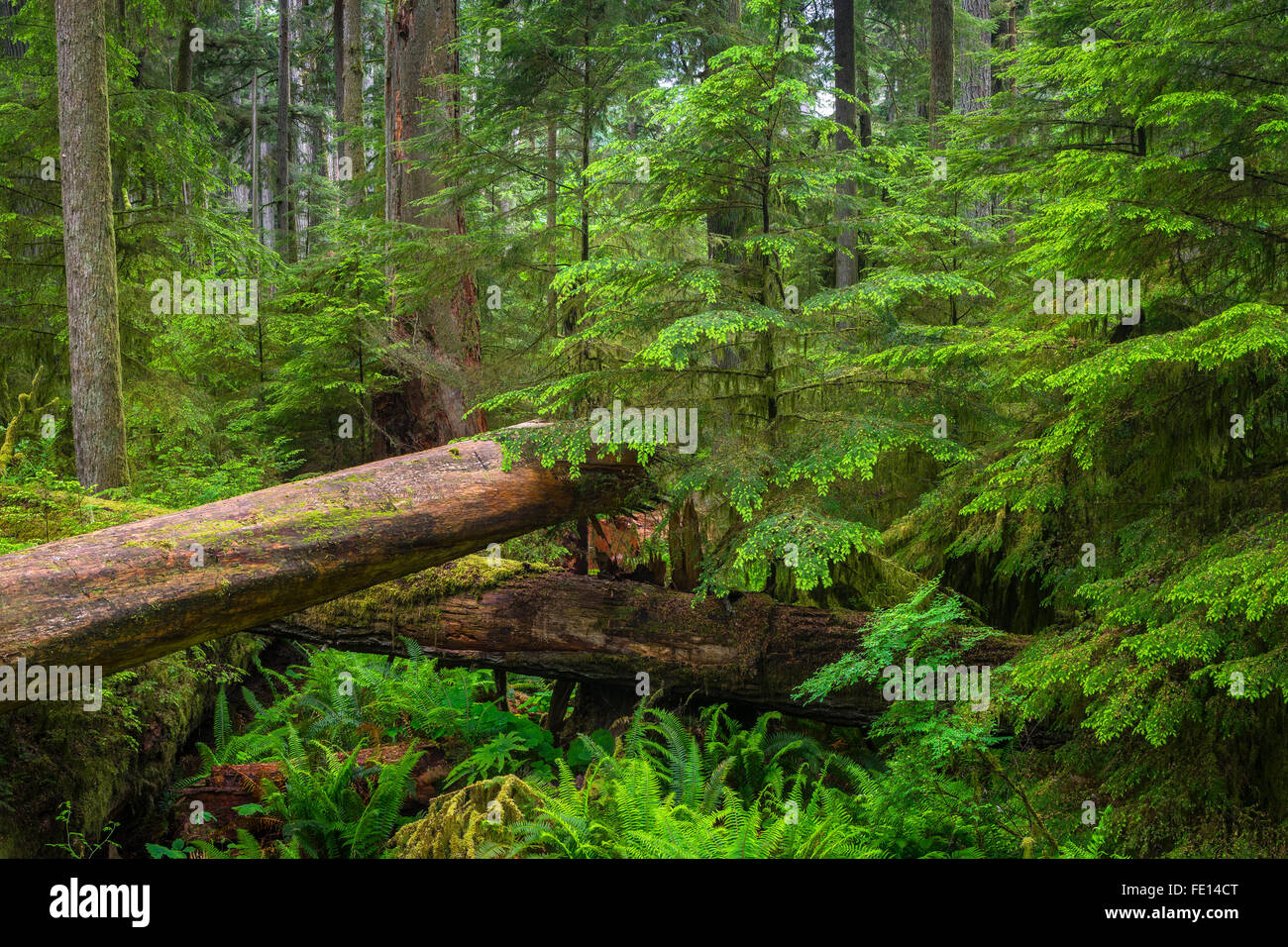 The ancient forest british columbia hi-res stock photography and images ...