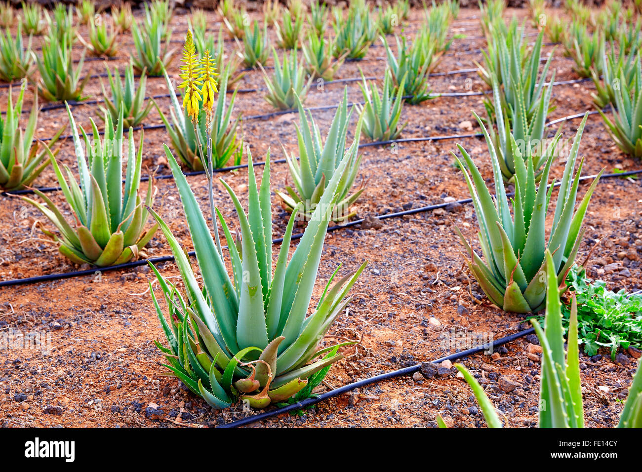 Aloe Vera field at Canary Islands of Spain Stock Photo - Alamy