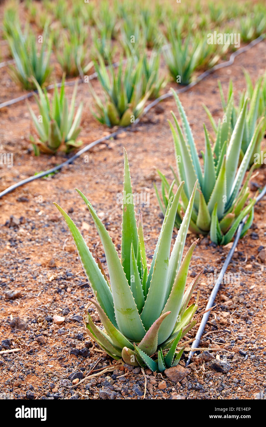 Aloe Vera field at Canary Islands of Spain Stock Photo - Alamy