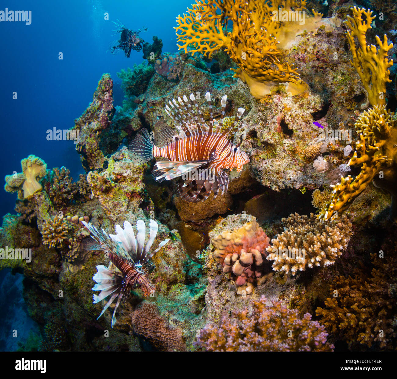 Stripper fish hi-res stock photography and images - Alamy