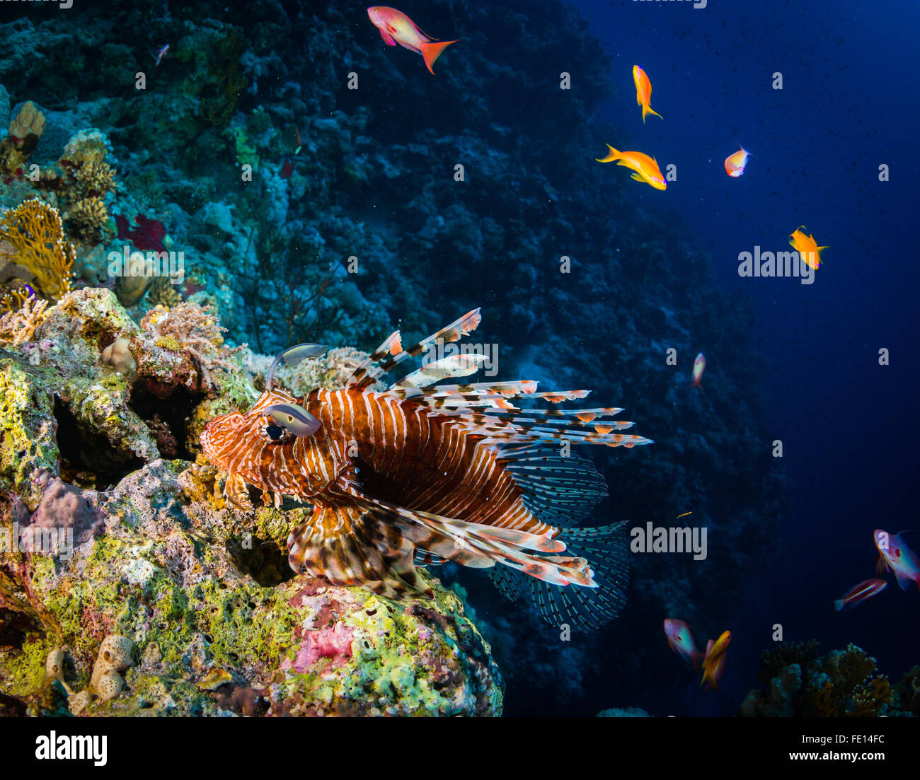 Stripper fish hi-res stock photography and images - Alamy