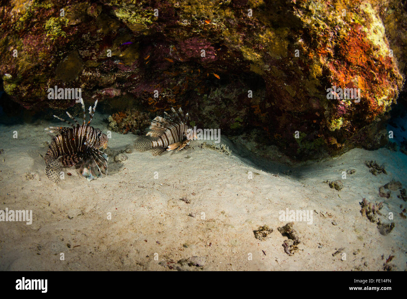 Thorn reef hi-res stock photography and images - Alamy