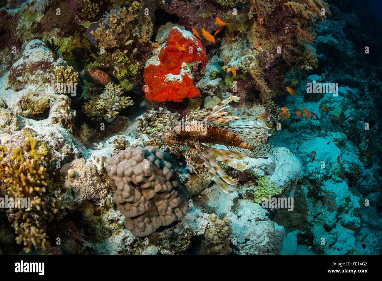 Coral sharp hi-res stock photography and images - Alamy