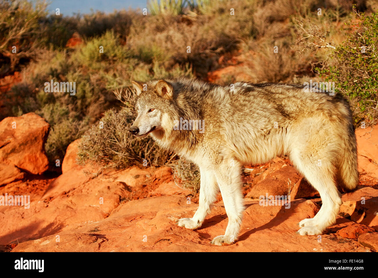 Gray wolf (Canis lupus) in a desert with red rock formations Stock ...