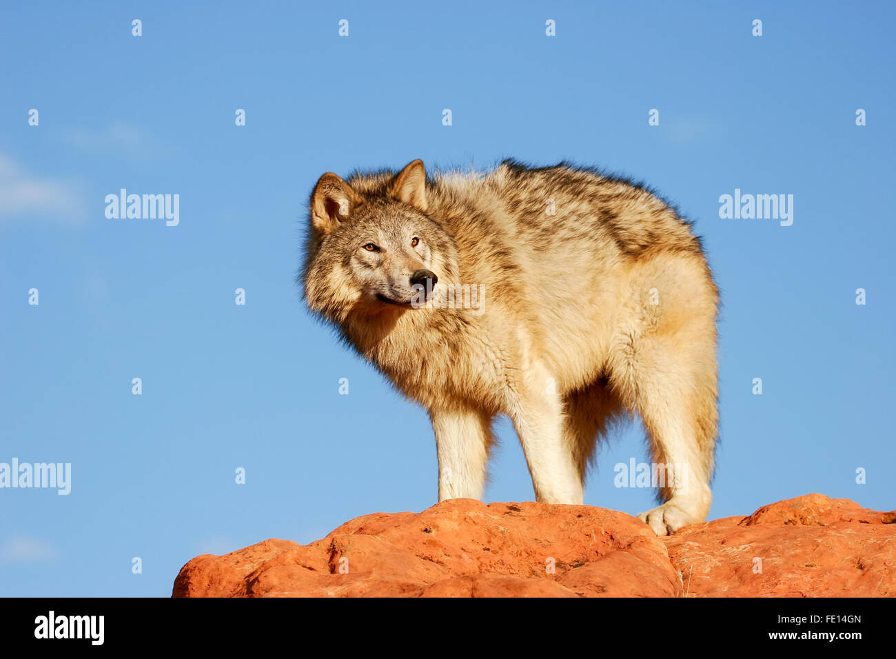 Gray wolf (Canis lupus) in a desert with red rock formations Stock ...
