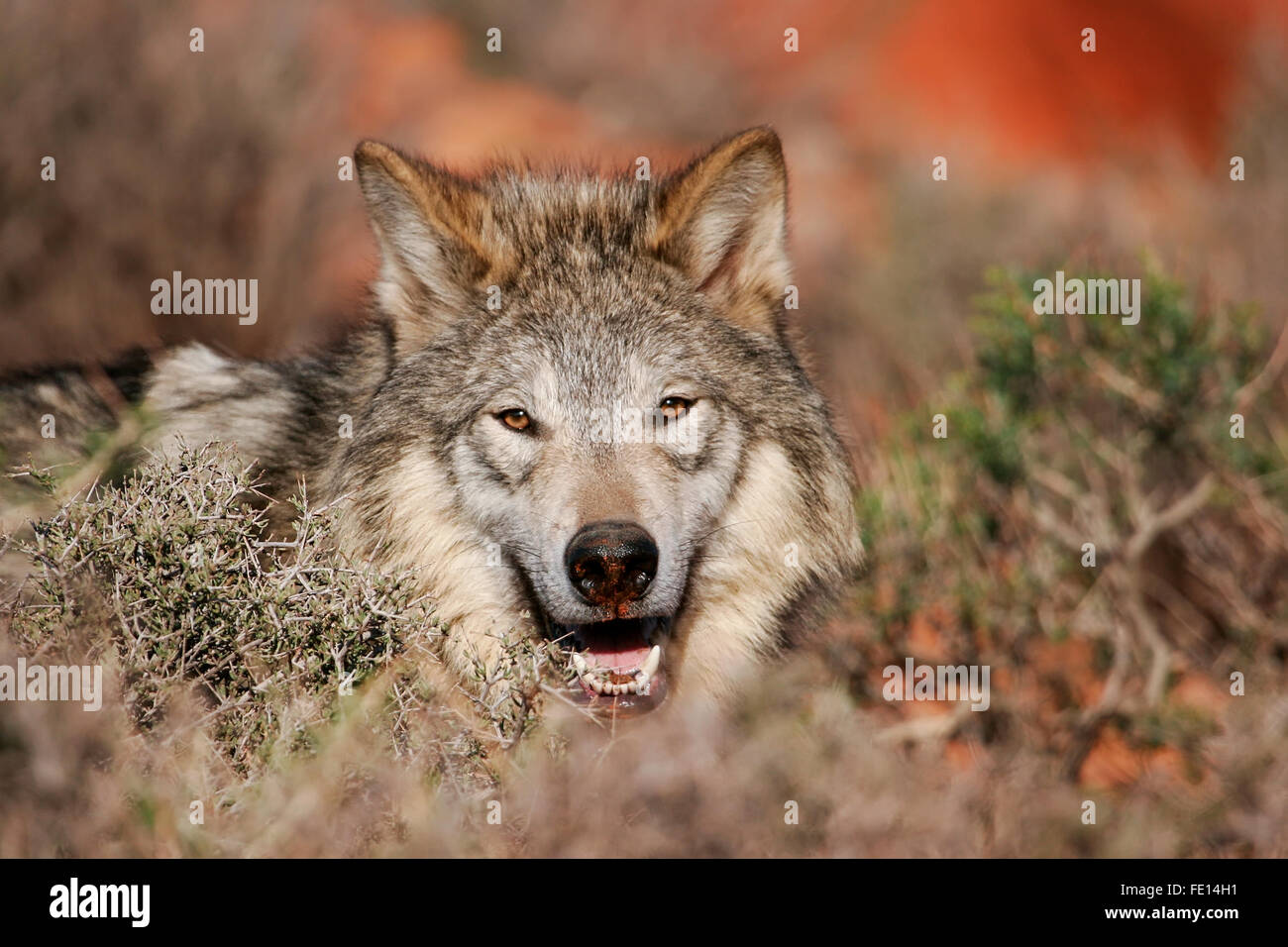 Portrait of Gray wolf (Canis lupus) in a desert Stock Photo - Alamy