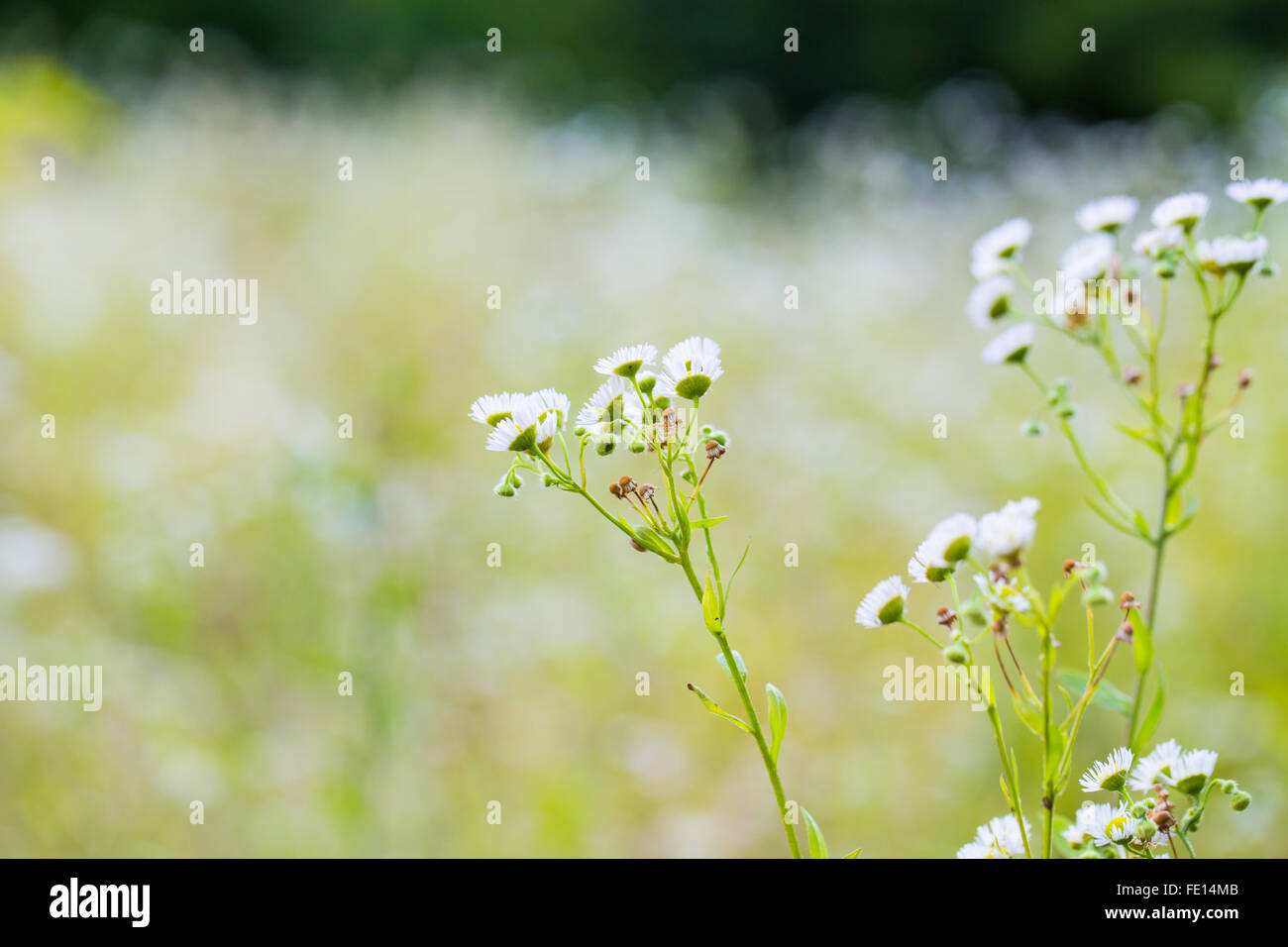 plant blurred background Stock Photo - Alamy