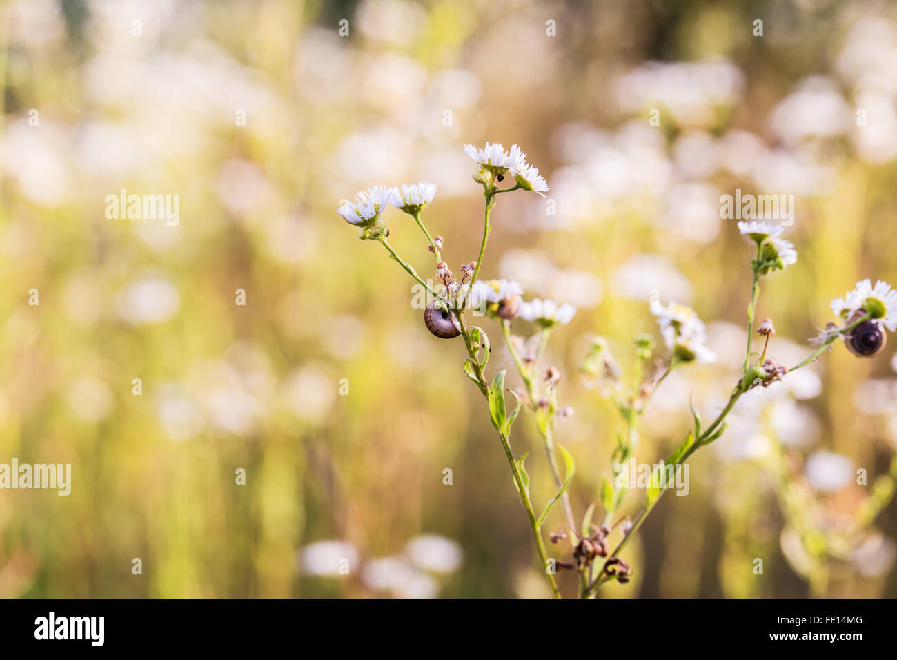 plant blurred background Stock Photo - Alamy