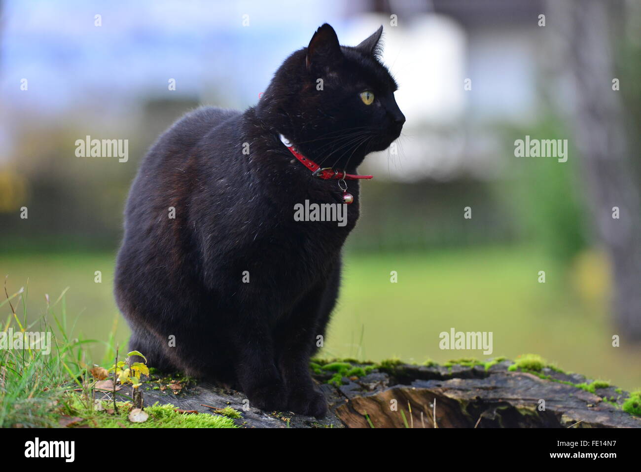 Cat, black, pet Stock Photo - Alamy