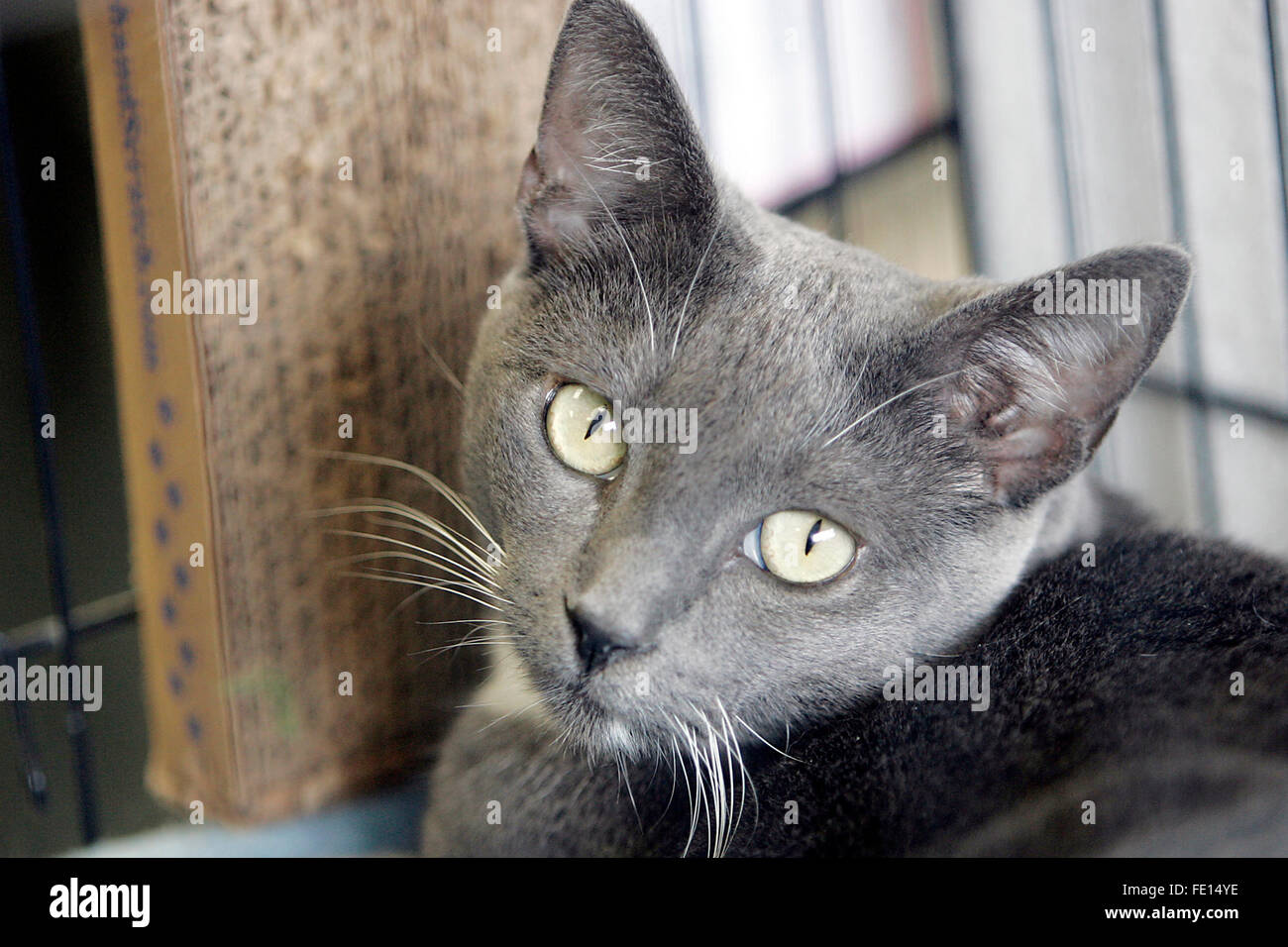 Napa, CA, USA. 28th Jan, 2016. Brave is one of the animals available ...