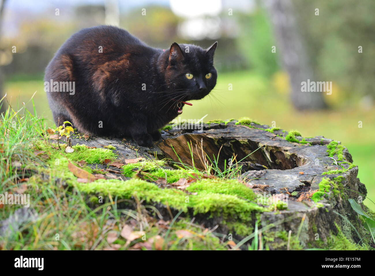 Cat, black, pet Stock Photo - Alamy