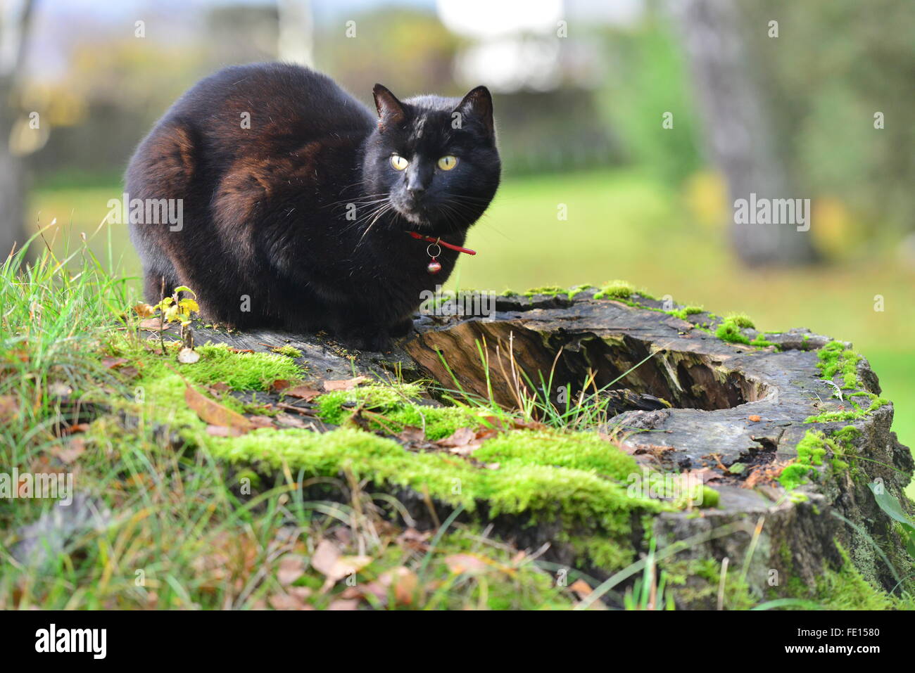 Cat, black, pet Stock Photo - Alamy
