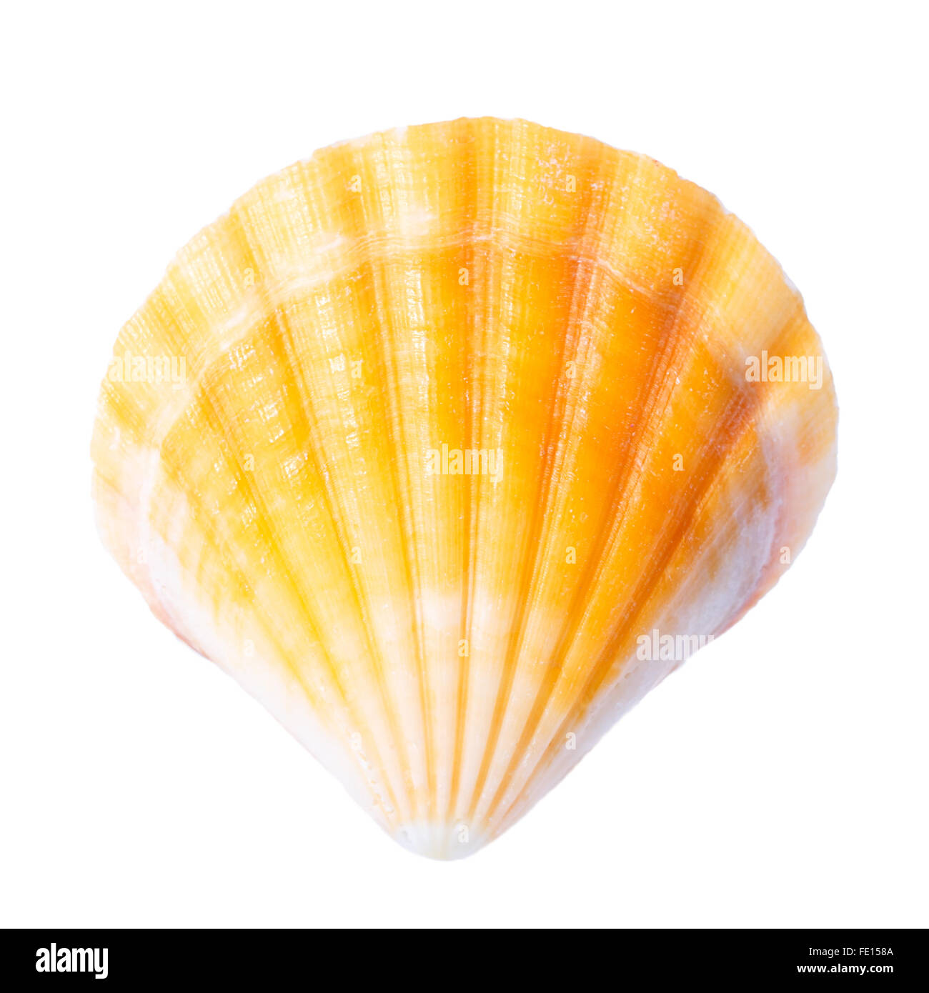 shell Isolated on white background Stock Photo - Alamy