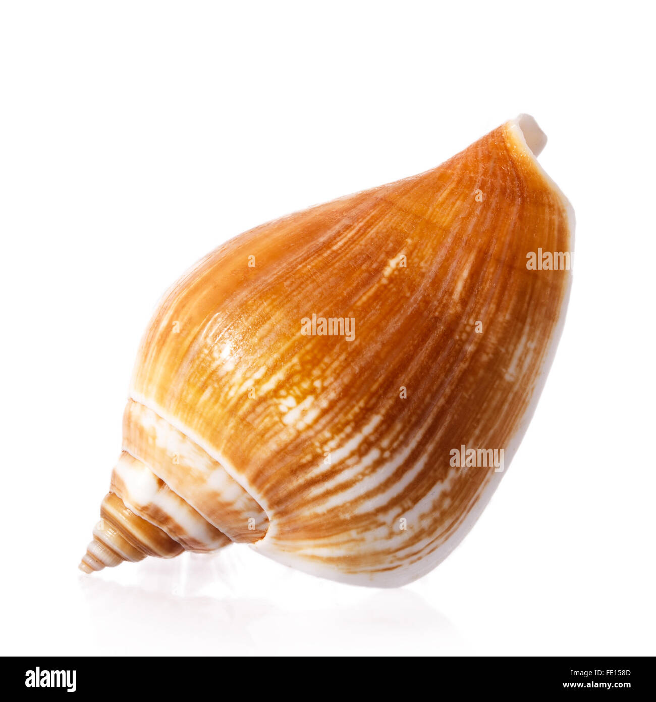 shell Isolated on white background Stock Photo - Alamy