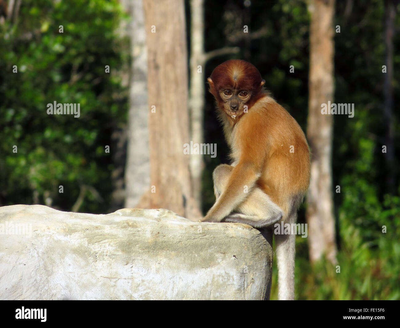 Baby proboscis monkey nasalis hi-res stock photography and images - Alamy