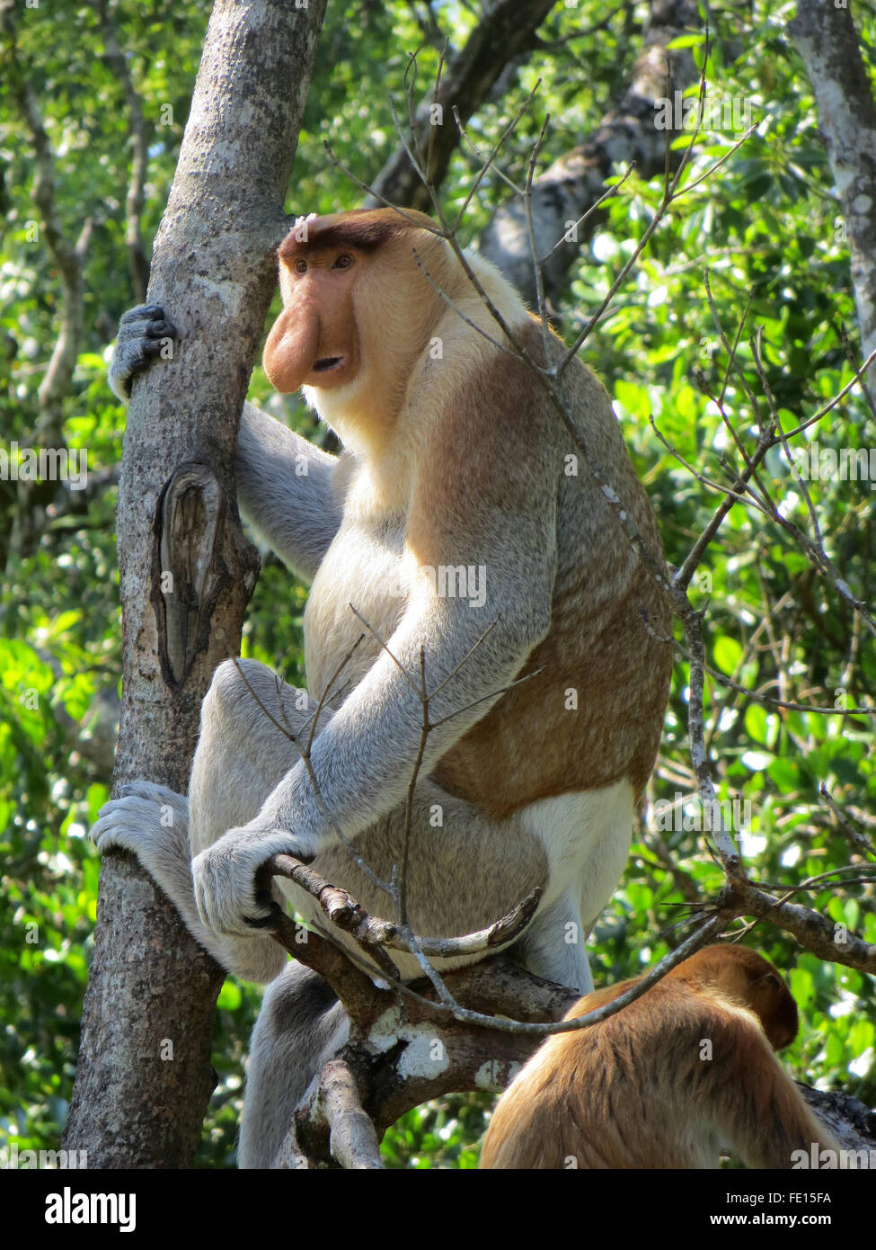 Proboscis monkey, Borneo Stock Photo - Alamy