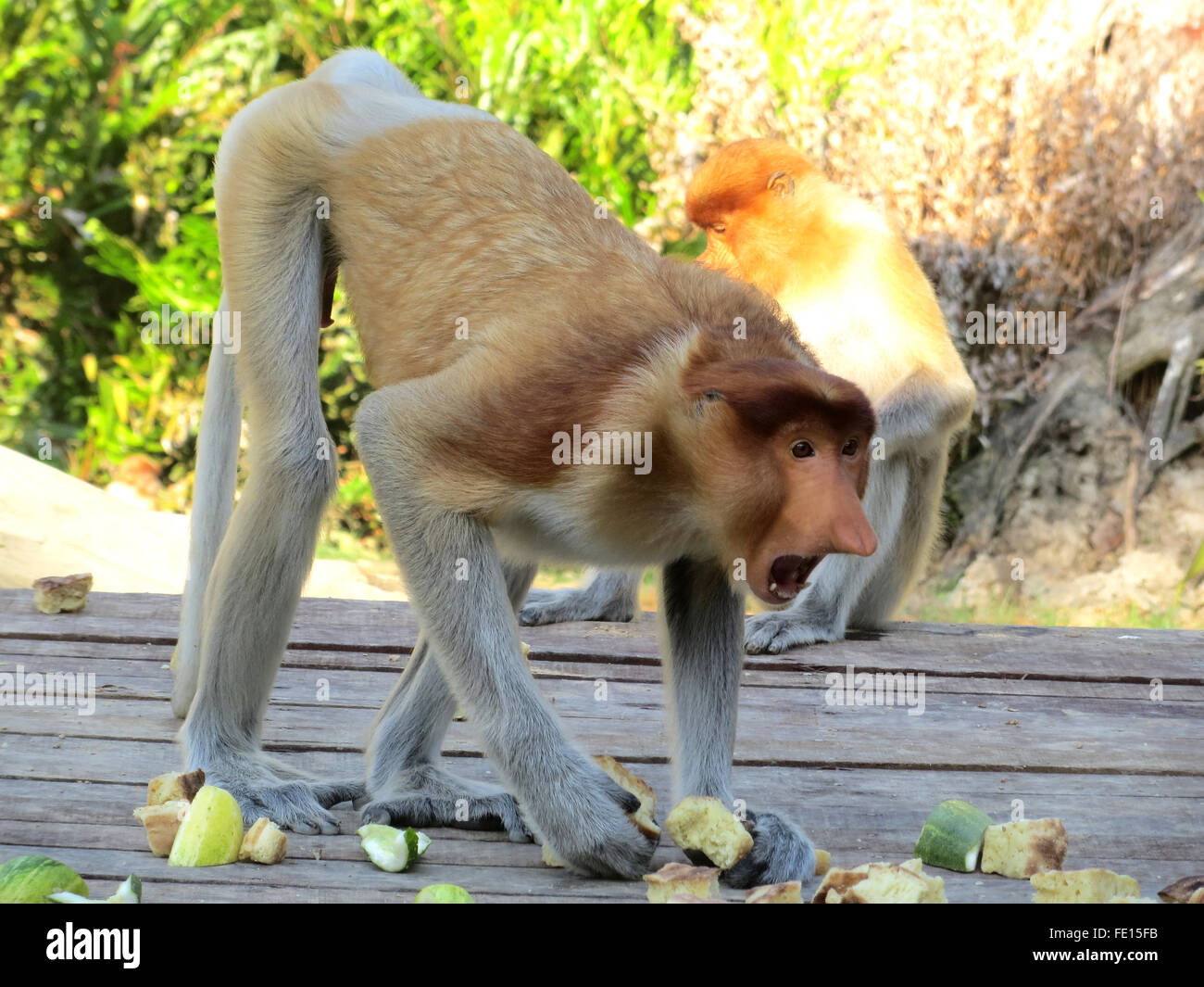 Proboscis monkey, Borneo Stock Photo - Alamy
