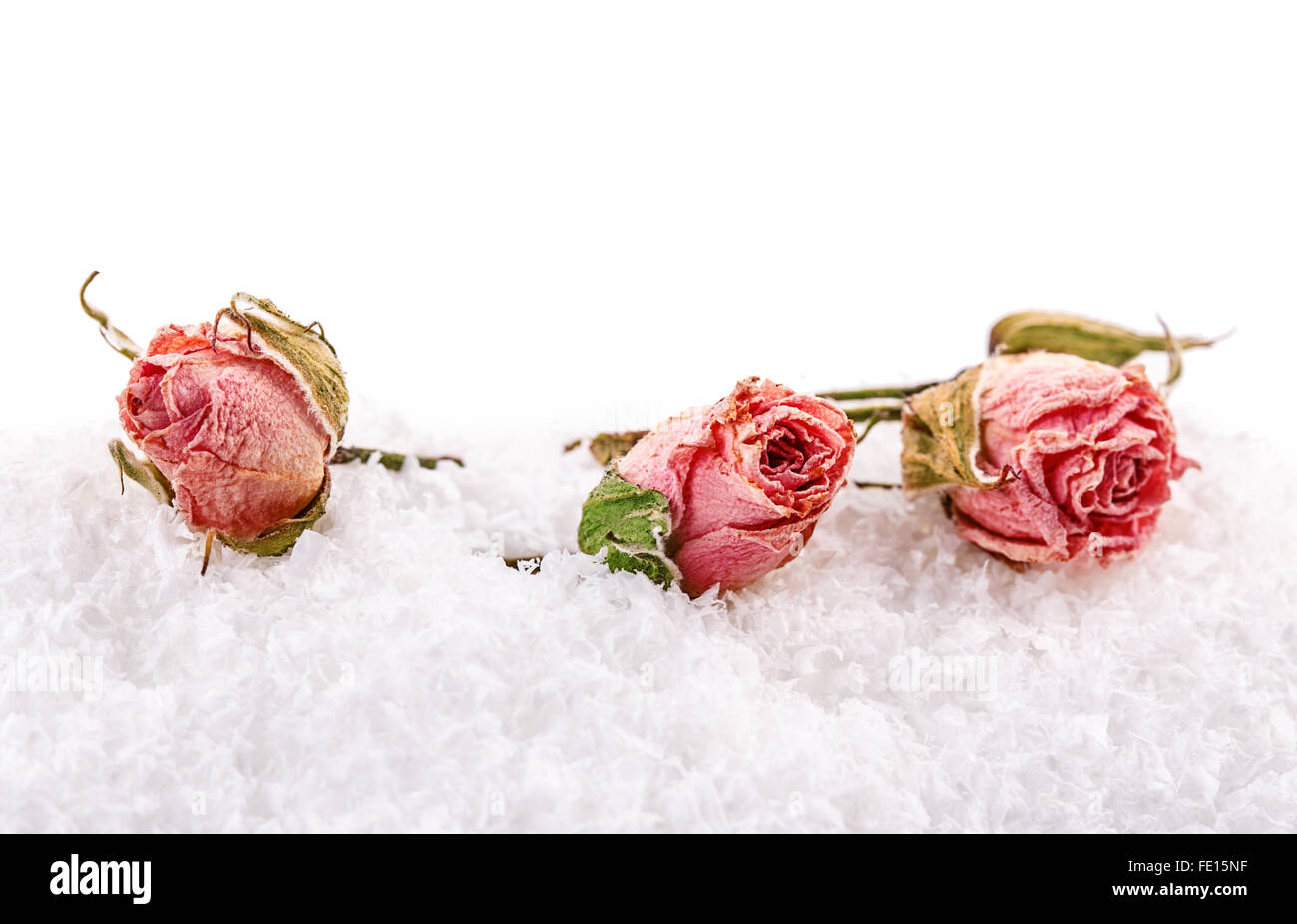 Red roses in the snow hi-res stock photography and images - Alamy
