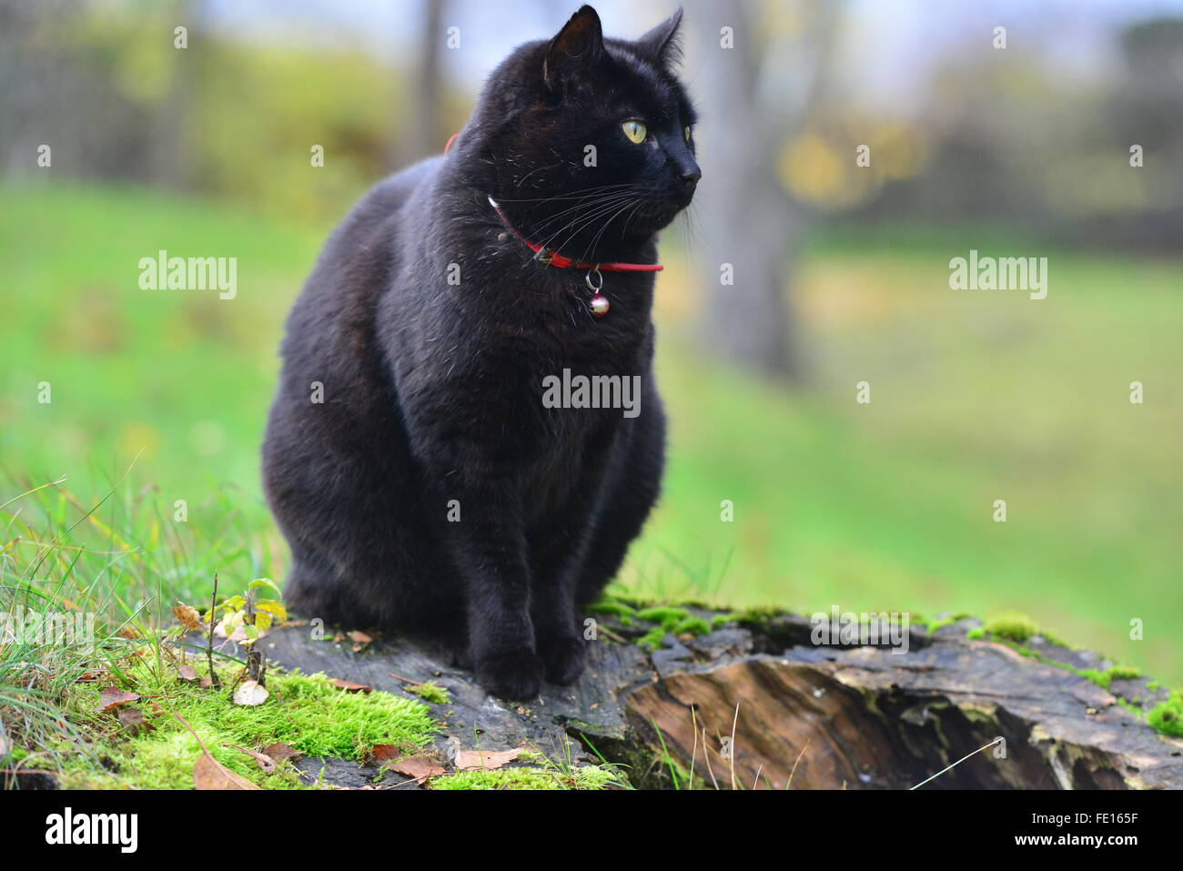 Cat, black, pet Stock Photo - Alamy