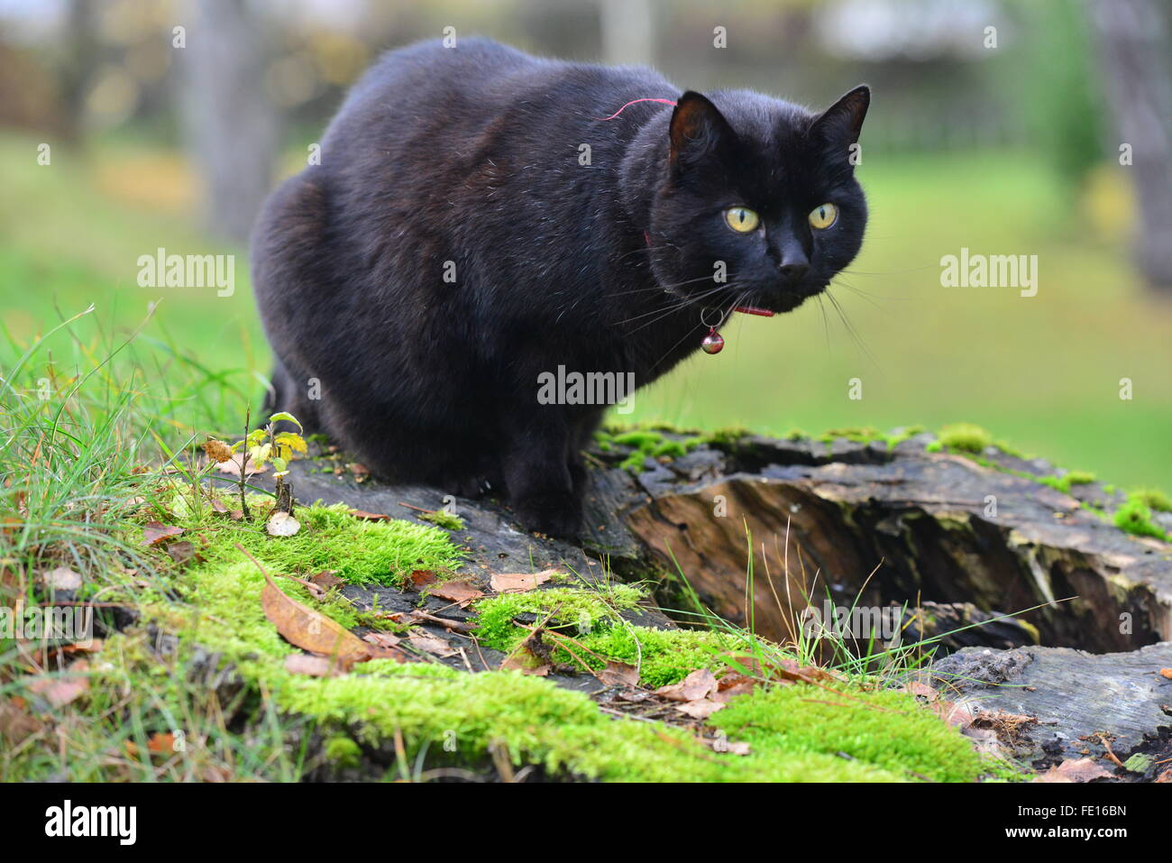 Cat, black, pet Stock Photo - Alamy