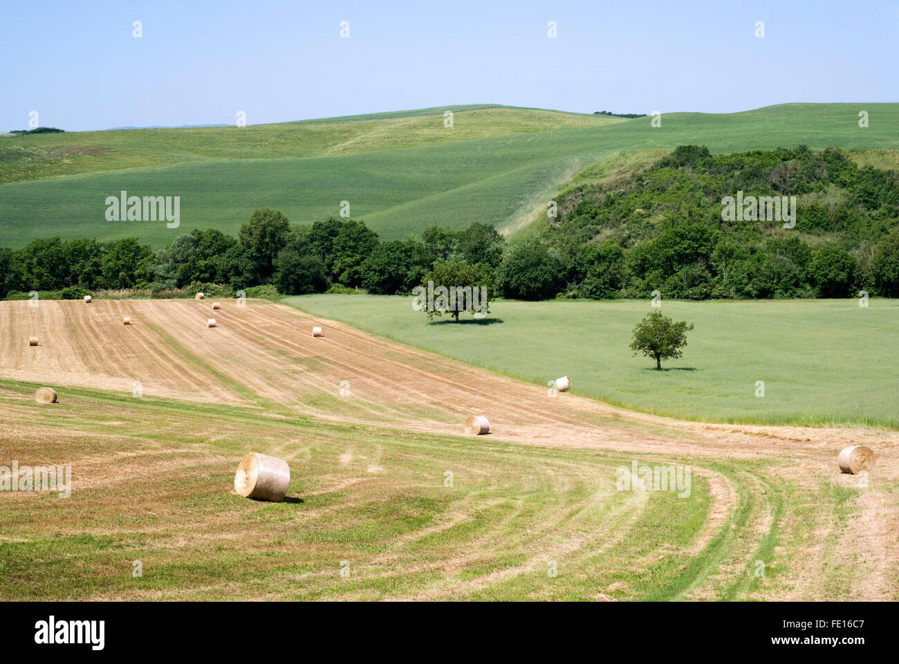 Field of freshly baled round hay bales Stock Photo - Alamy