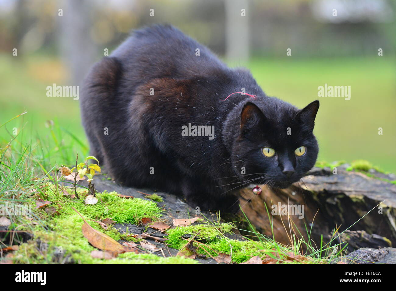 Cat, black, pet Stock Photo - Alamy