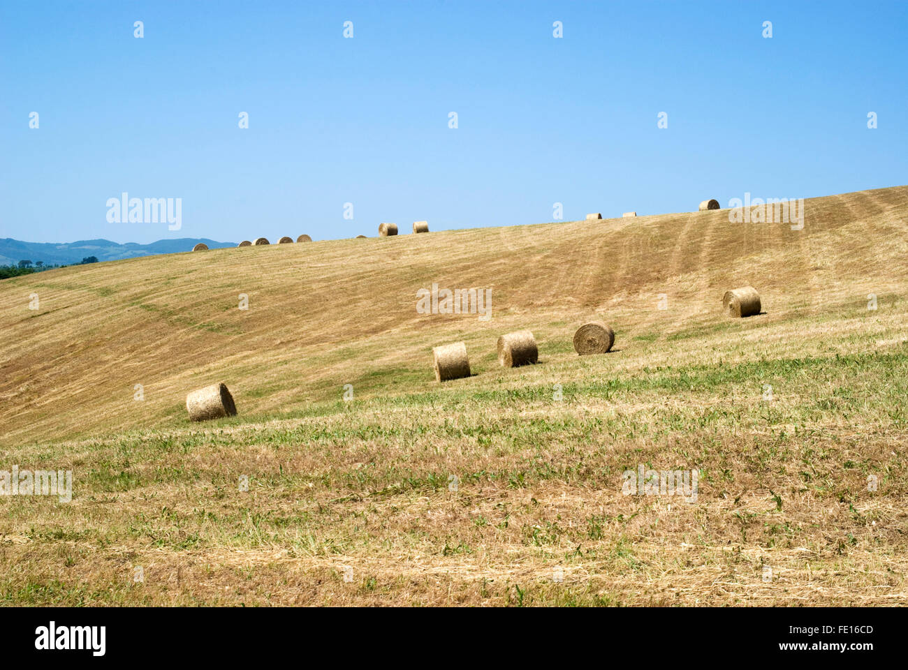 Field of freshly baled round hay bales Stock Photo - Alamy