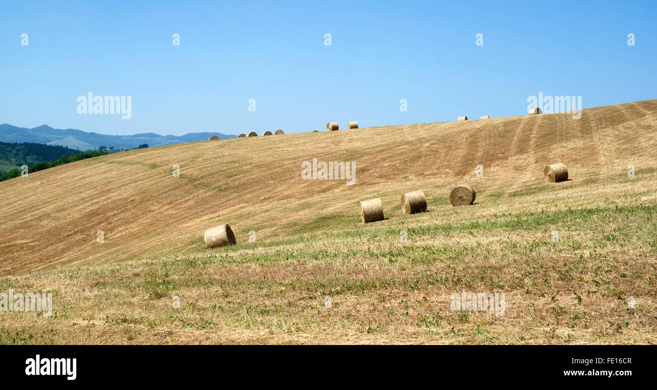Field of baled hay hi-res stock photography and images - Alamy