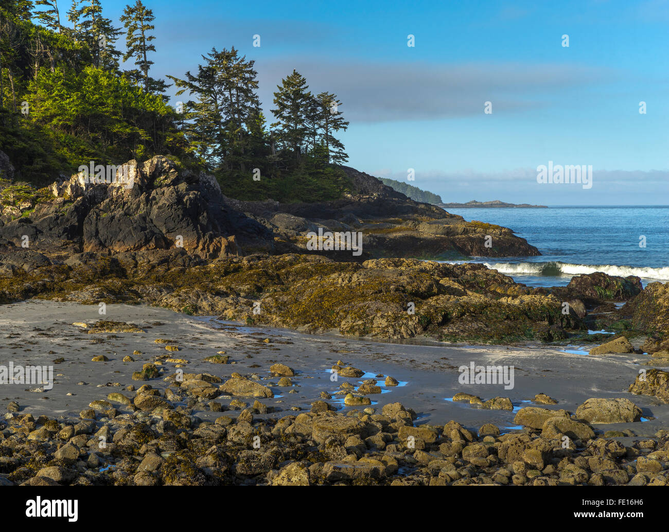 Vancouver Island, British Columbia: Morning light on the rugged coast ...