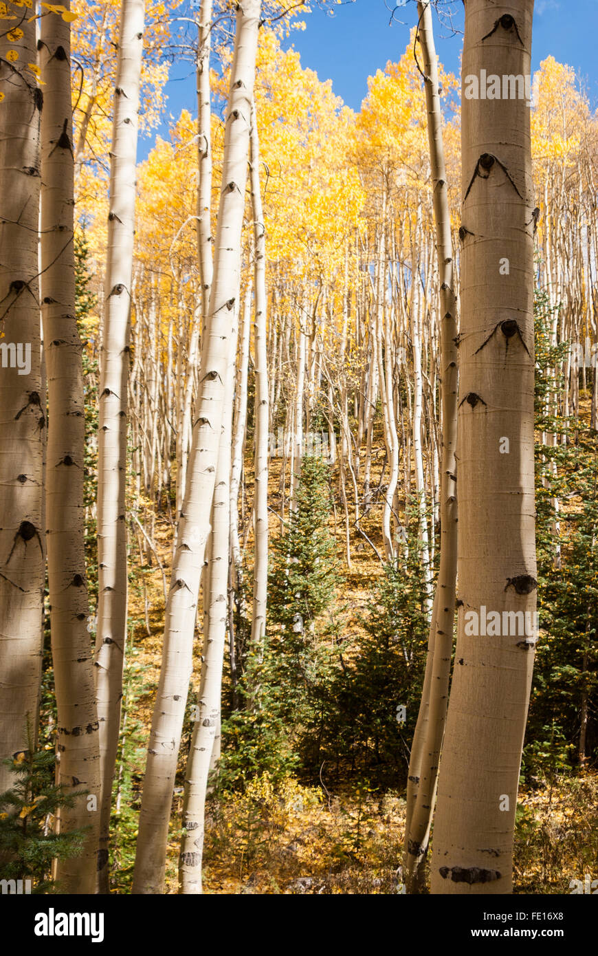 Stand of aspens hi-res stock photography and images - Alamy