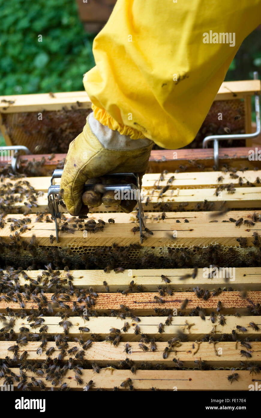 Caring for honey bee hive hi-res stock photography and images - Alamy