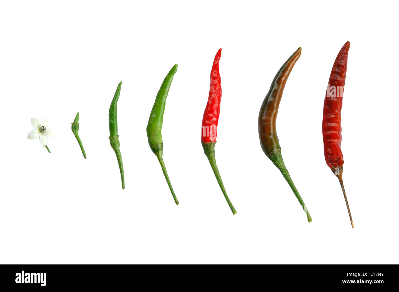 Green fresh capsicum hi-res stock photography and images - Alamy