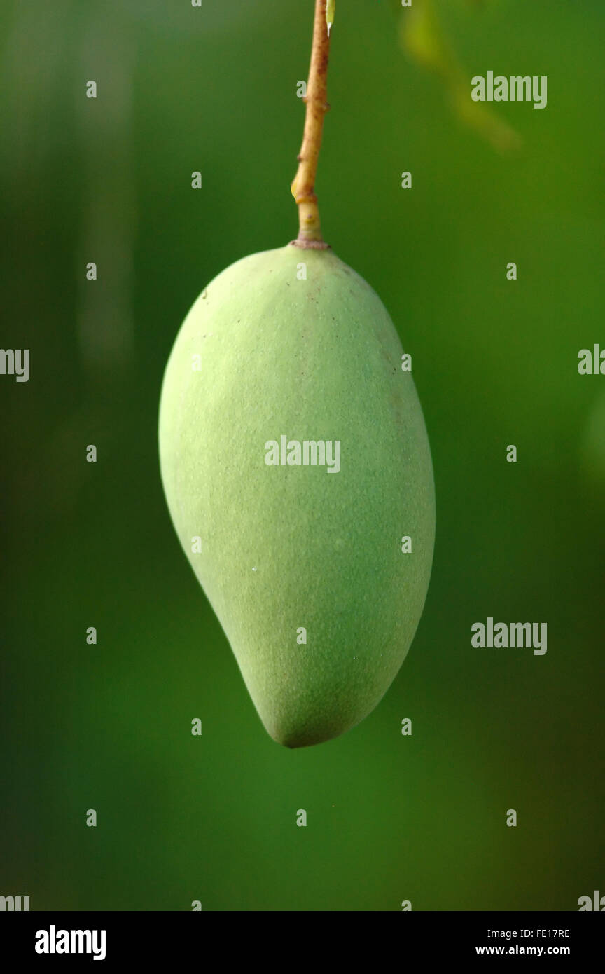 Mango fruit branch hi-res stock photography and images - Alamy