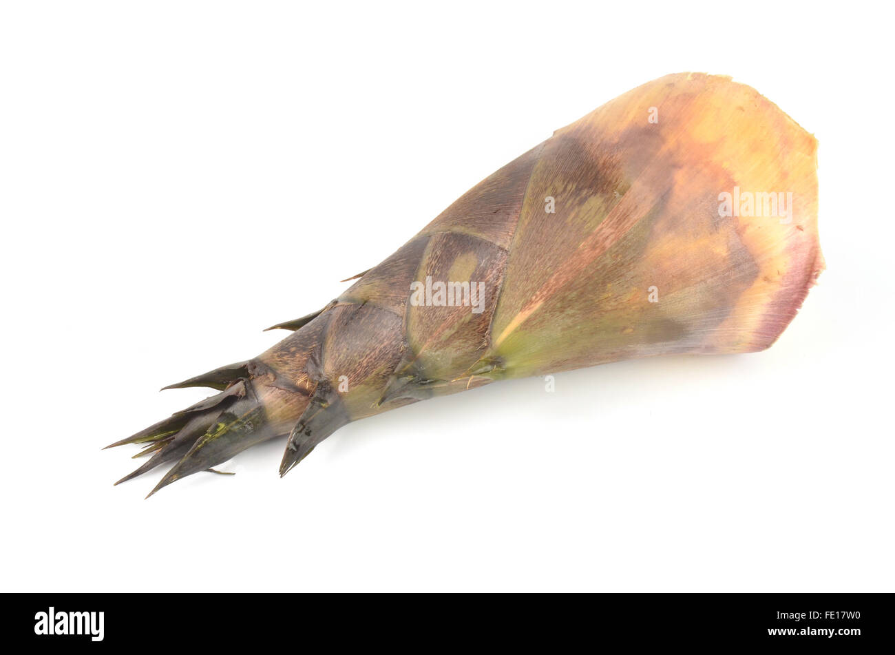 bamboo shoot isolated on white background Stock Photo - Alamy
