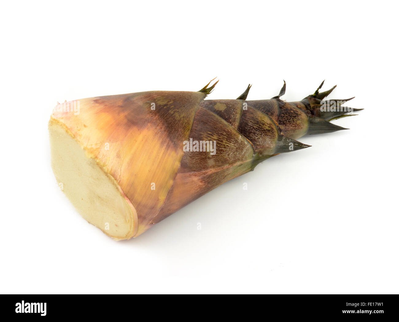 bamboo shoot isolated on white background Stock Photo - Alamy